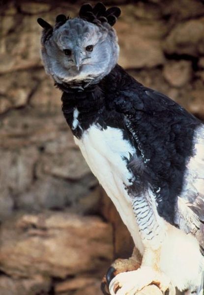 Harpy Eagle in Panama information